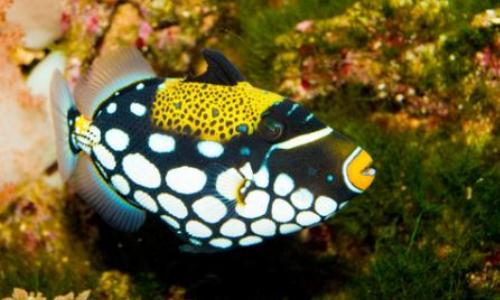 Clown Triggerfish - Balistoides conspicillum
