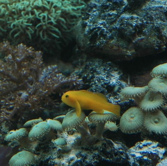 Clown Goby