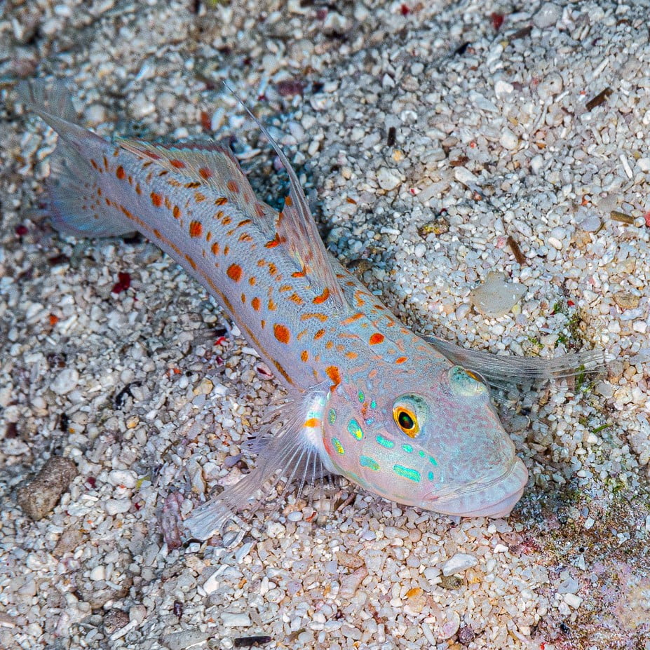 Diamond Watchman Goby