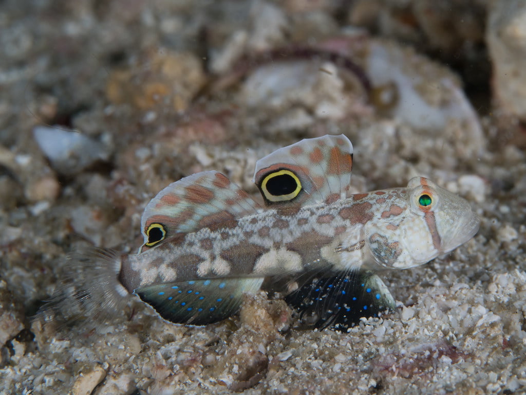 Two Spot Goby - Signigobius biocellatus