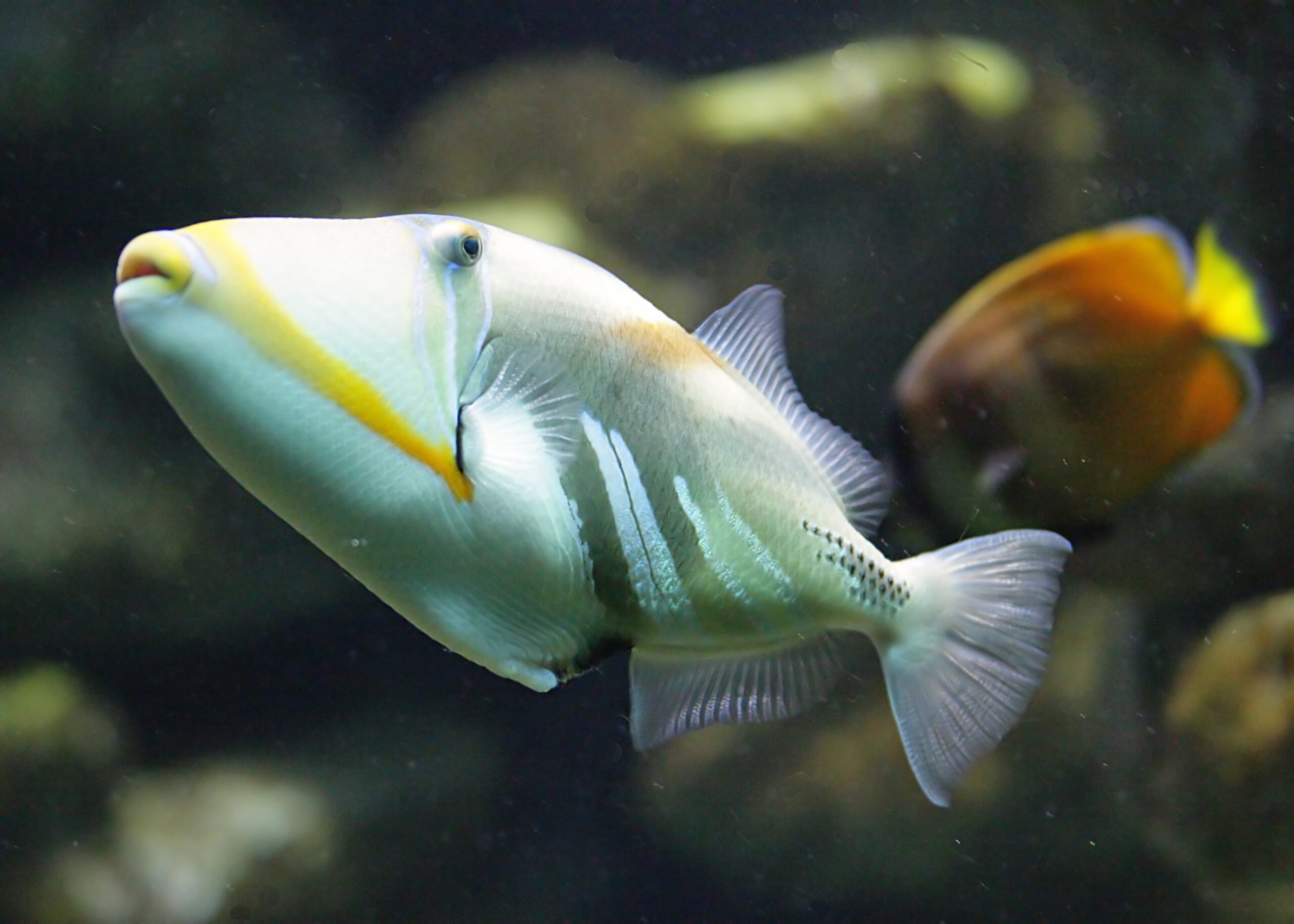 Picasso Triggerfish - Humuhumunukunukuapua`a