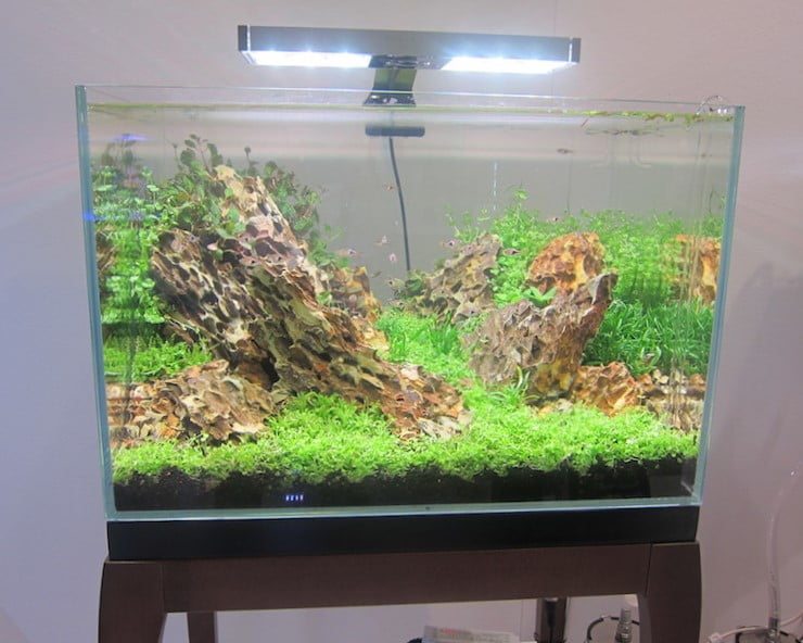 5 Plants to Consider for Your Aquarium