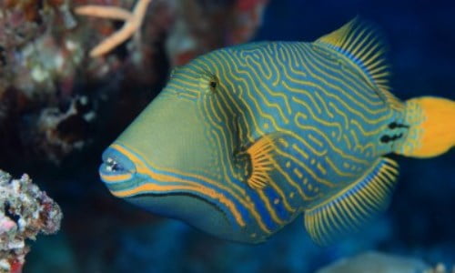 Undulate Triggerfish - Balistapus undulatus